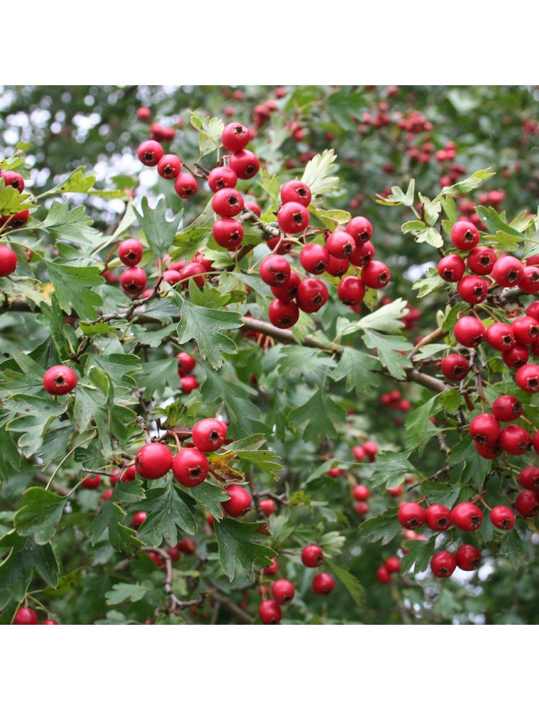 Aubépine Bio Fruit - Tisane 100g
