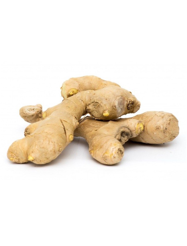 Gingembre Bio - Rhizome coupé 100g - Tisane