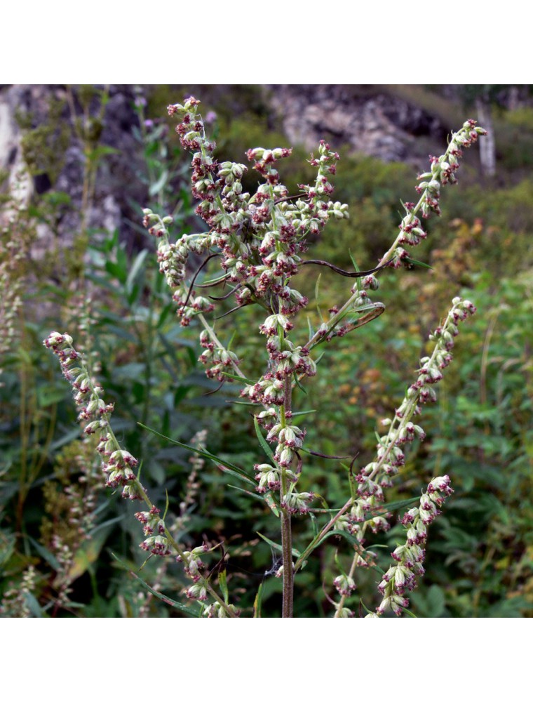 Armoise Bio - 100g - Tisane Artemisia vulgaris L.