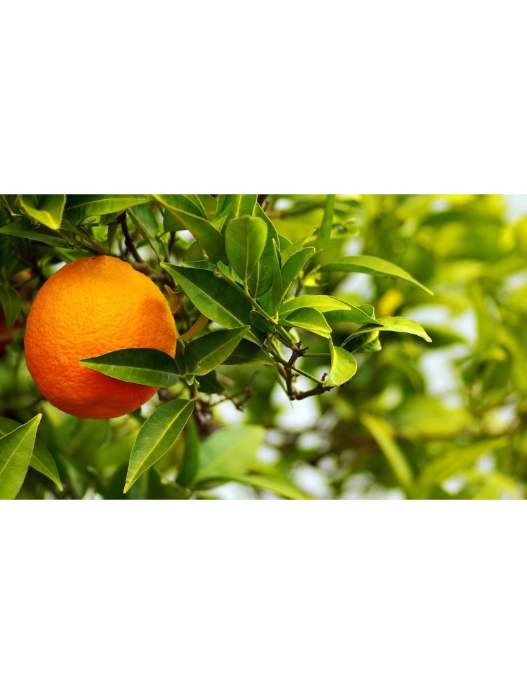 Tisane Orange Amère Bio - Ecorce 100g
